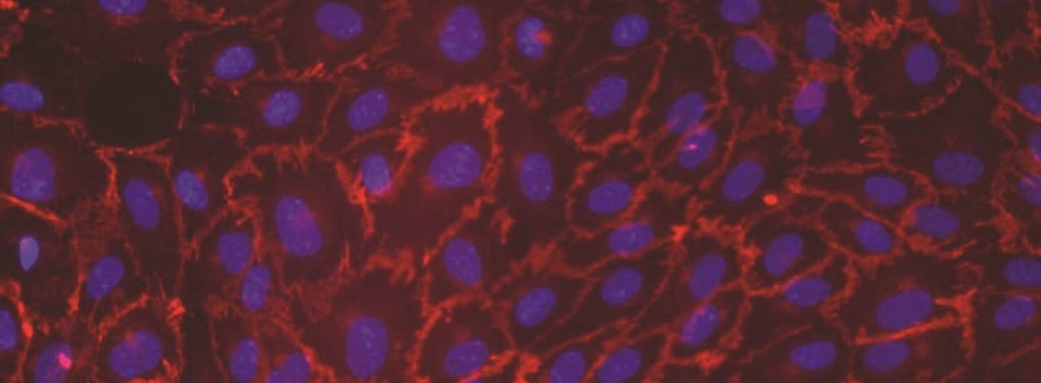 ATCC Reference Materials | LGC Standards