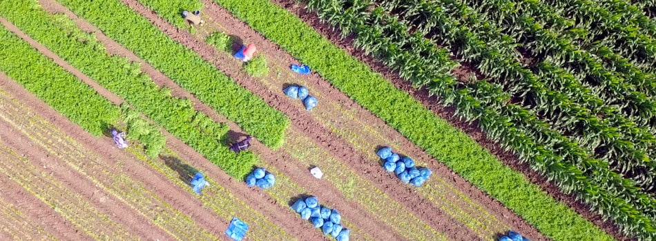 Environmental Reference Materials | LGC Standards